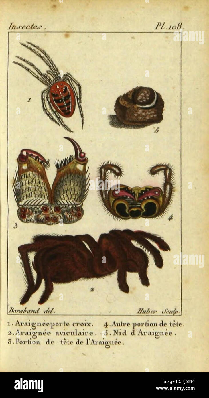 A comprehensive natural history of insects, compiling work from various ... A comprehensive natural history of insects, compiling work from various ...