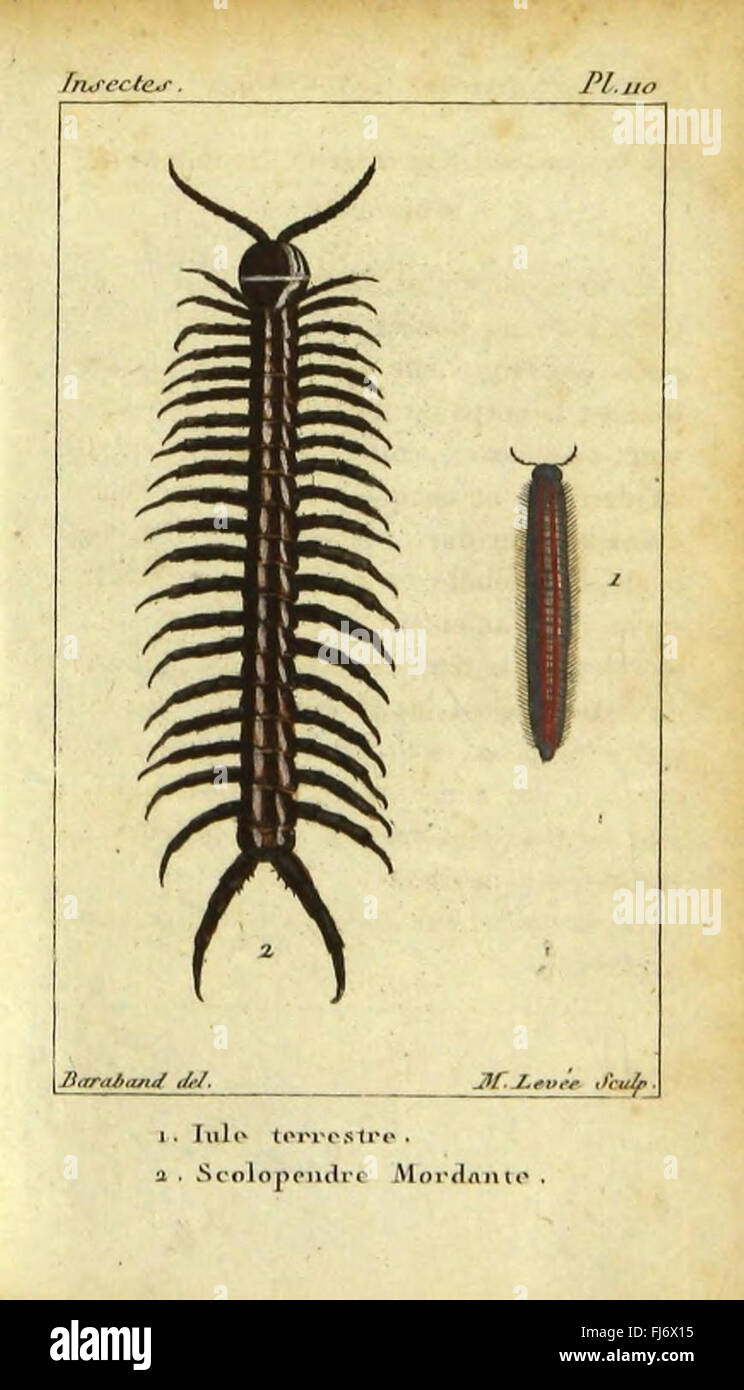 A natural history of insects based on the works of major entomologists ...