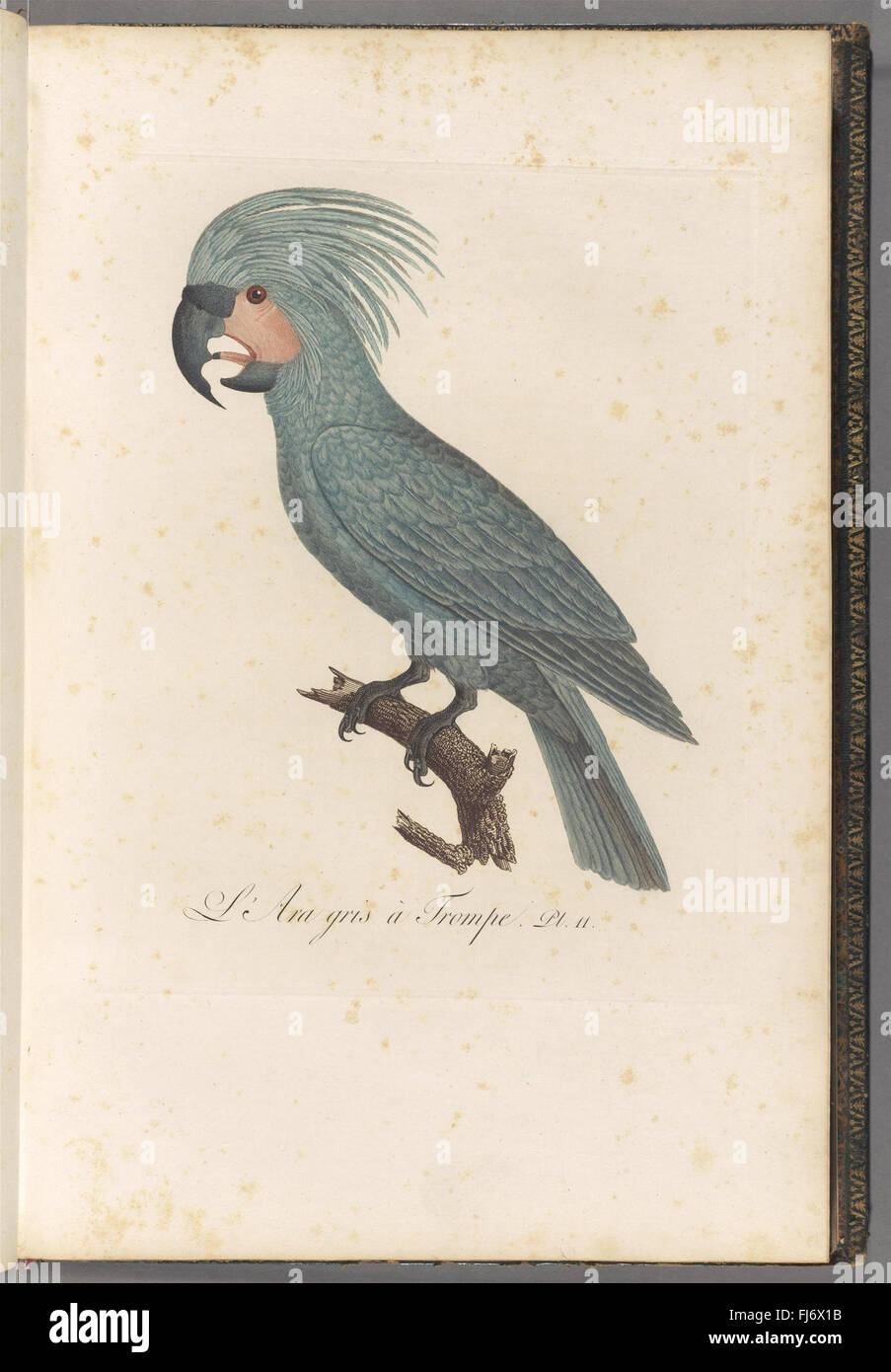Natural history work on parrots, providing detailed illustrations and ...