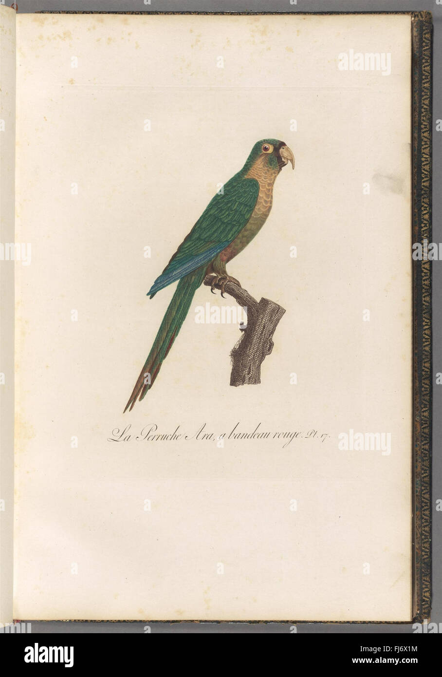 Natural history of parrots, parrots, bird species, Missouri Botanical ...