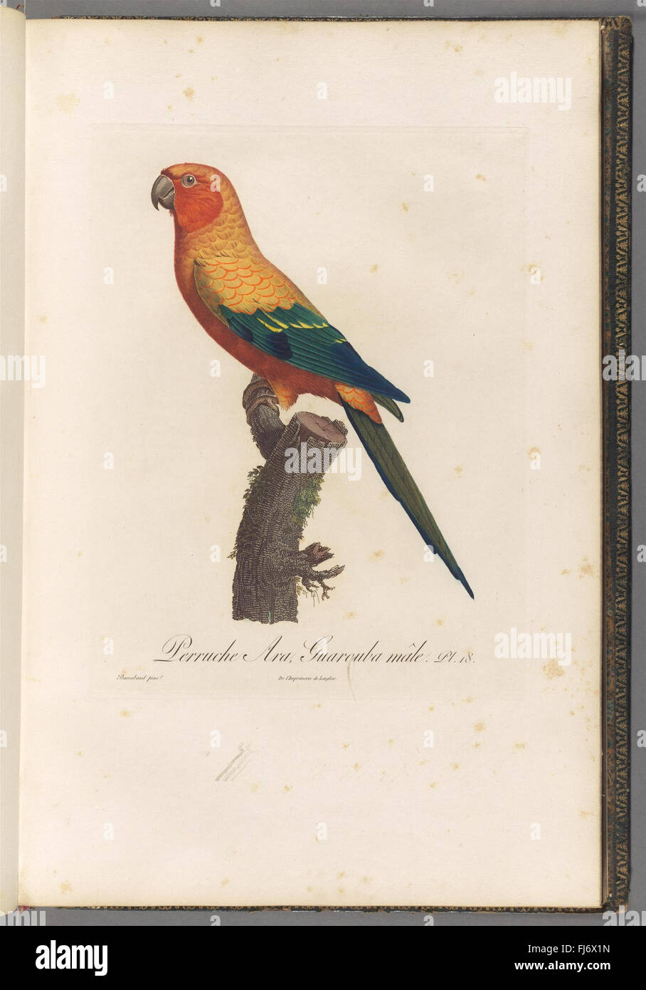 Histoire naturelle des perroquets (Pl. 18), Missouri Botanical Garden ...