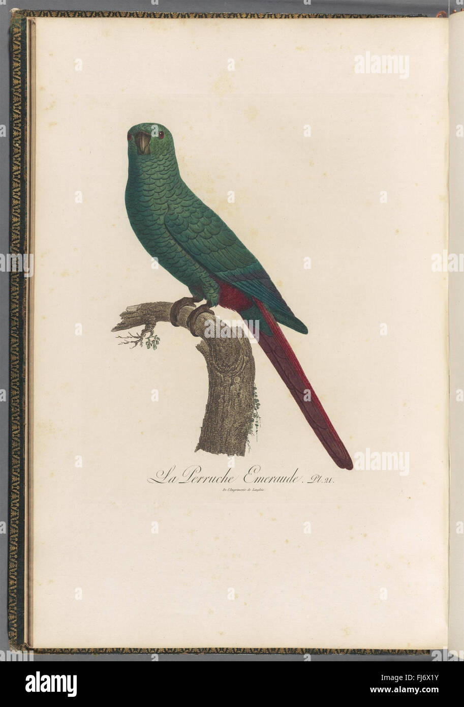 A natural history of parrots, including detailed illustrations and ...