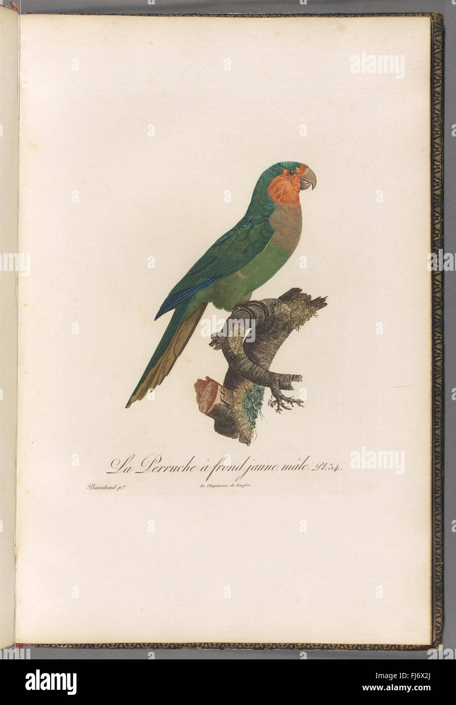 Illustration from the 'Histoire naturelle des perroquets' depicting ...