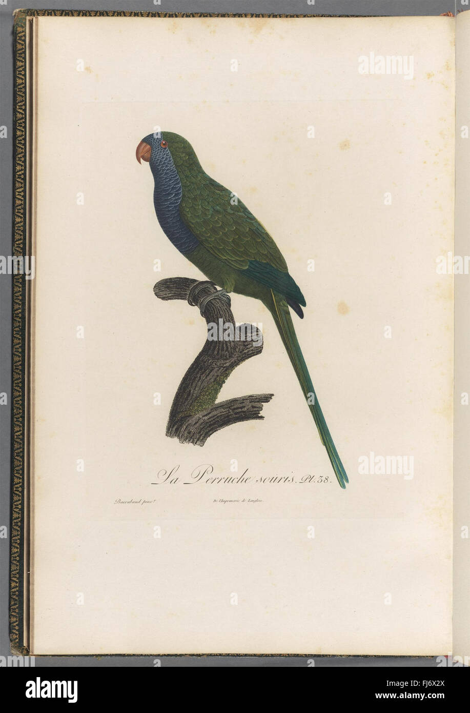 A zoological monograph detailing parrot species, their morphology ...
