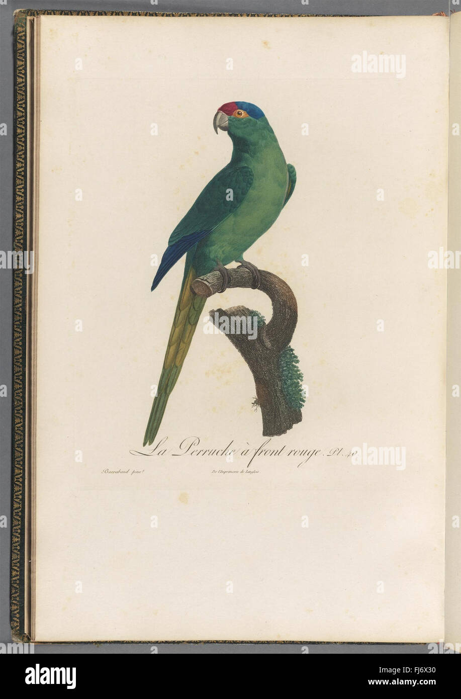 A natural history study on parrots, featuring detailed illustrations ...