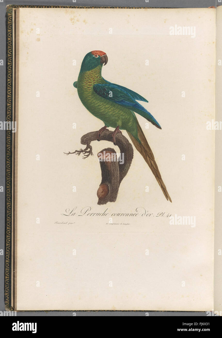 Natural History of Parrots (Plate 41), a scientific and pictorial study ...