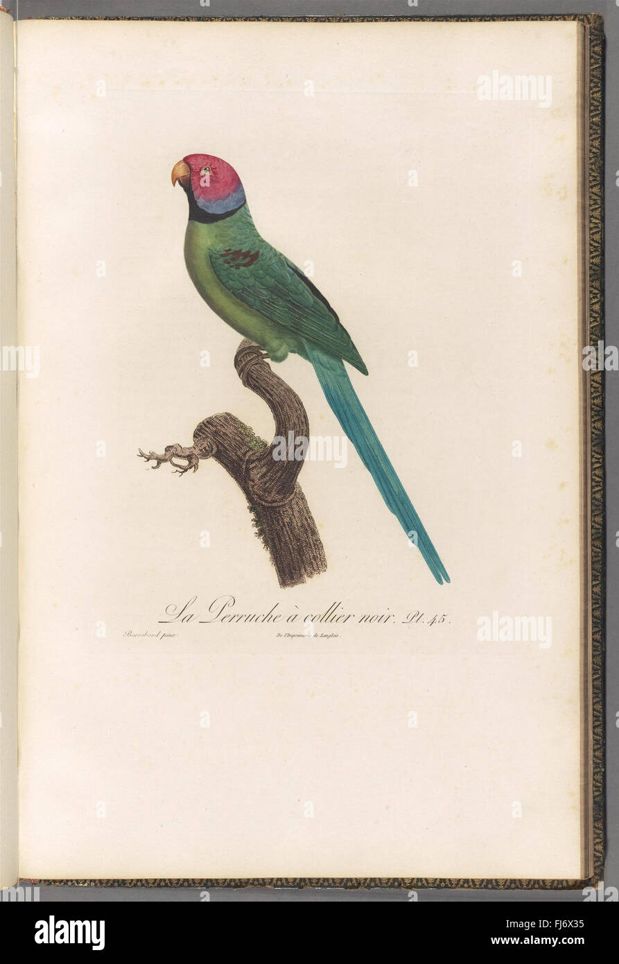 Illustrated natural history study on parrots, detailing species ...