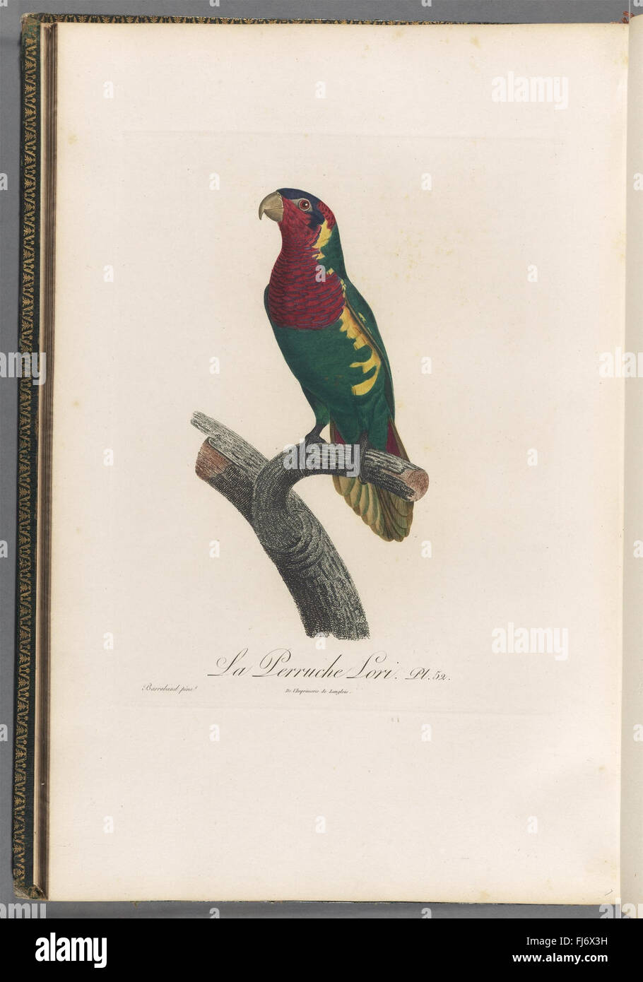 Histoire naturelle des perroquets, a detailed study of parrots ...