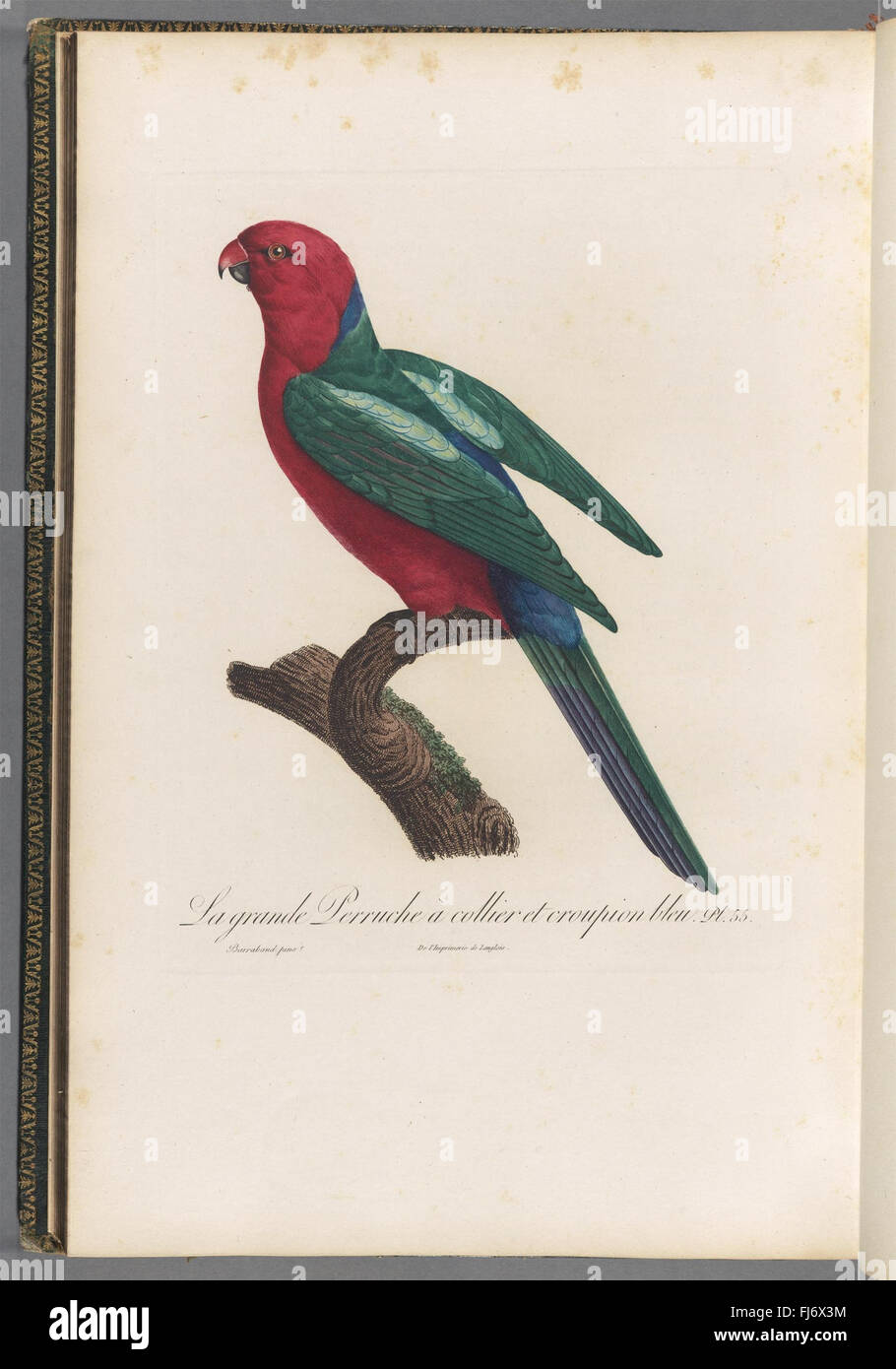 Histoire naturelle des perroquets (Pl. 55) ,Missouri Botanical Garden ...