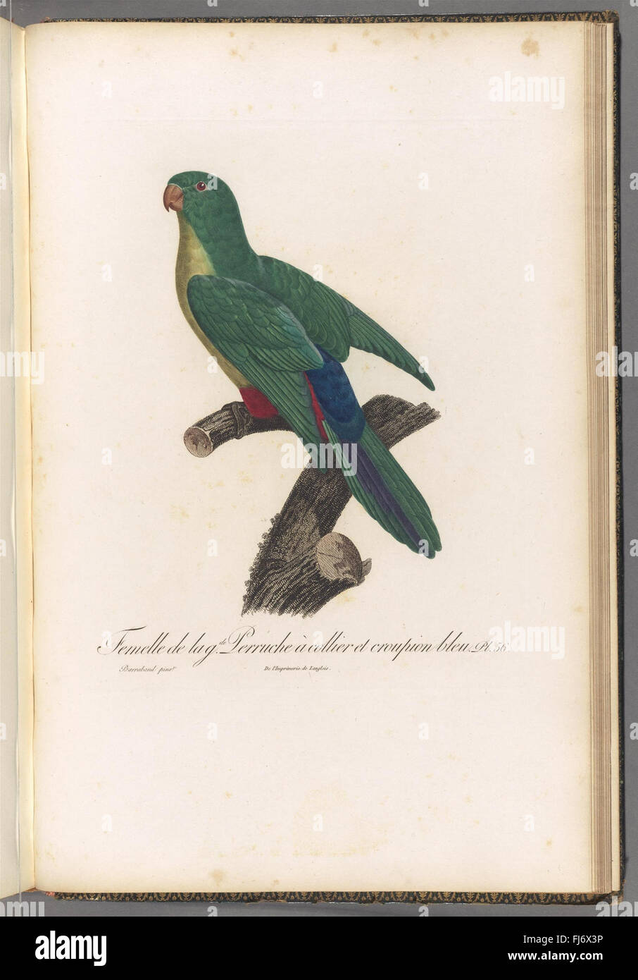Histoire Naturelle des Perroquets (Pl. 56), Missouri Botanical Garden ...