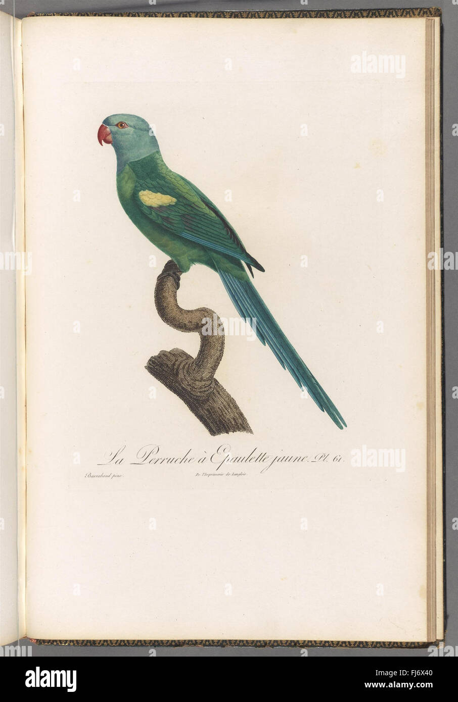 Natural History of Parrots: A Pictorial Study of Parrot Species (Pl. 61 ...
