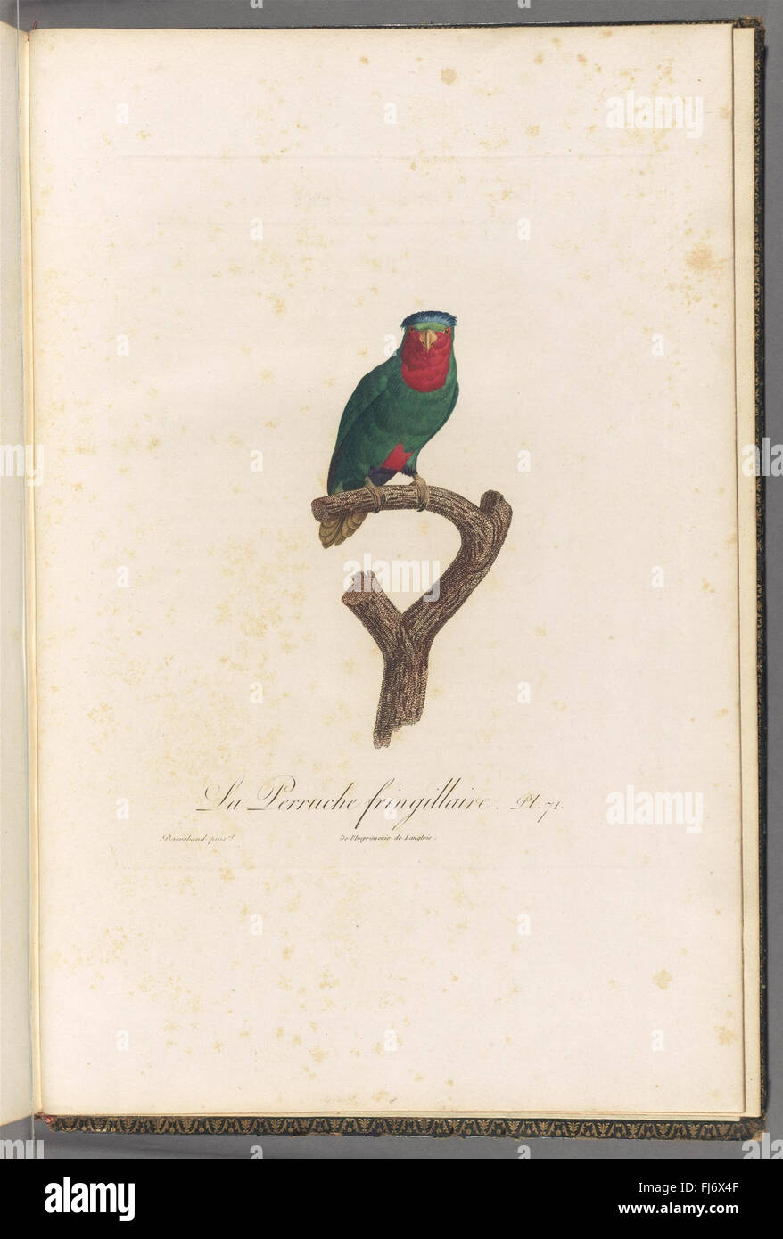 A study of parrots, focusing on their natural history and ...