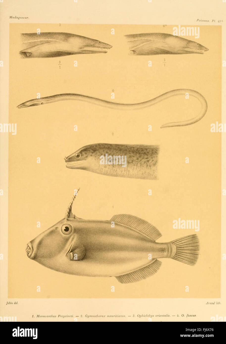 A detailed historical and natural history account of Madagascar ...