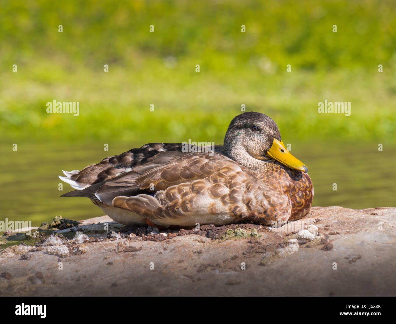 Female Mallard duck Stock Photo - Alamy