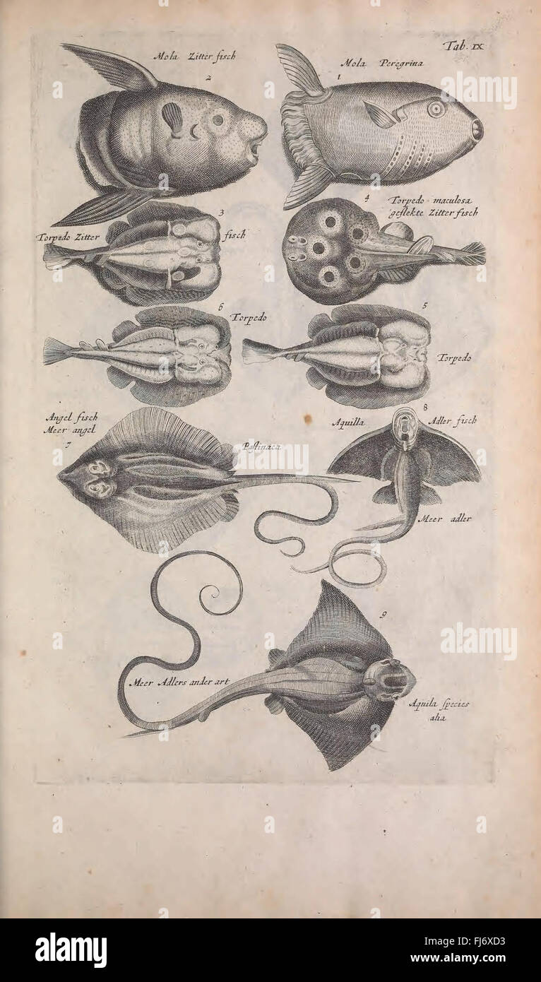 A work on the natural history of quadrupeds (four-legged animals ...