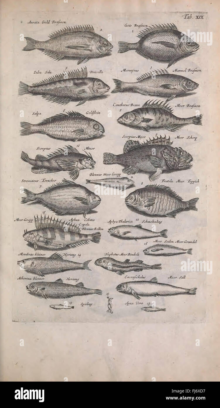 A natural history of quadrupeds, focusing on the early works detailing ...