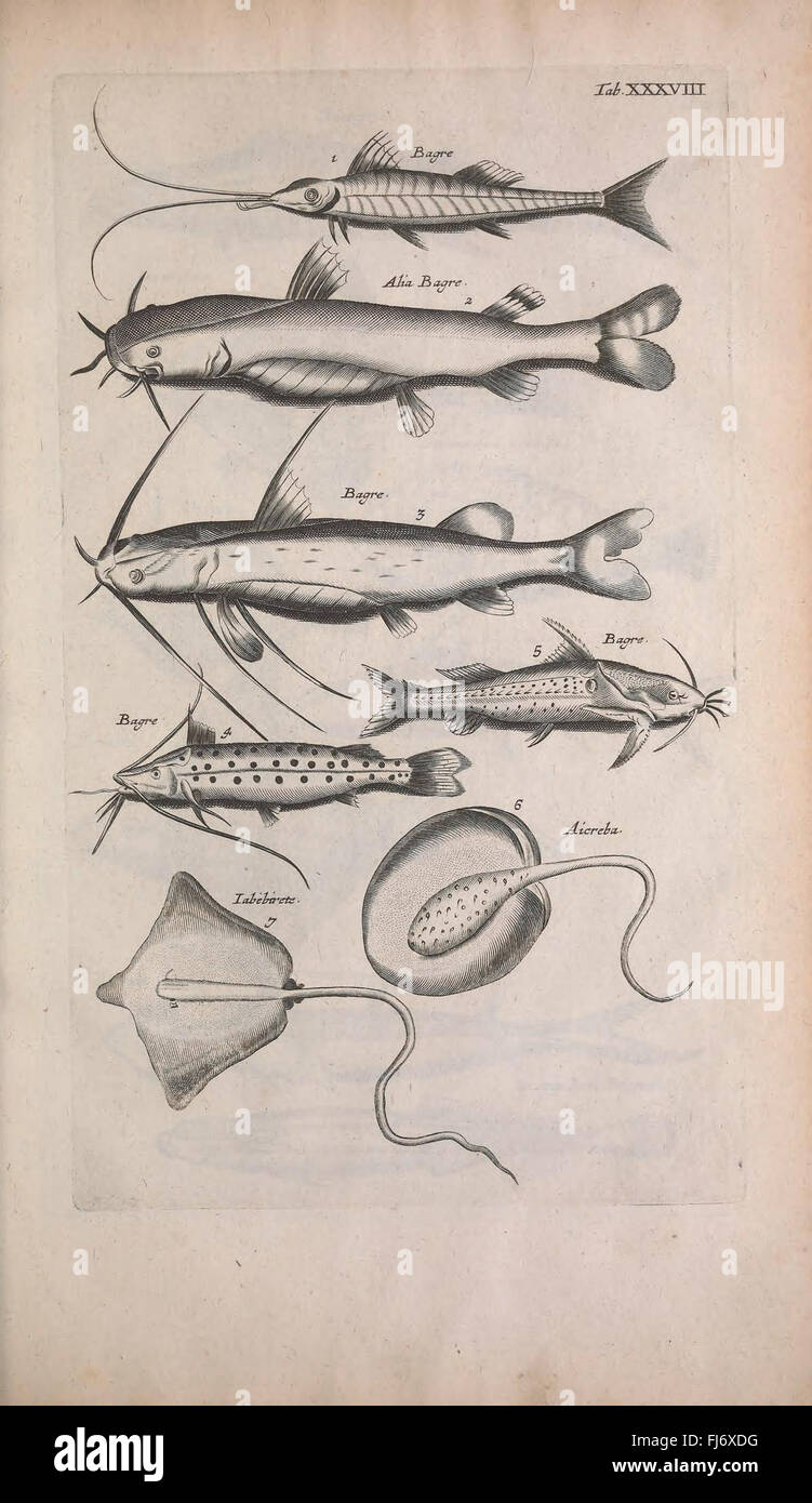 A historical natural history of quadrupeds (four-legged animals ...