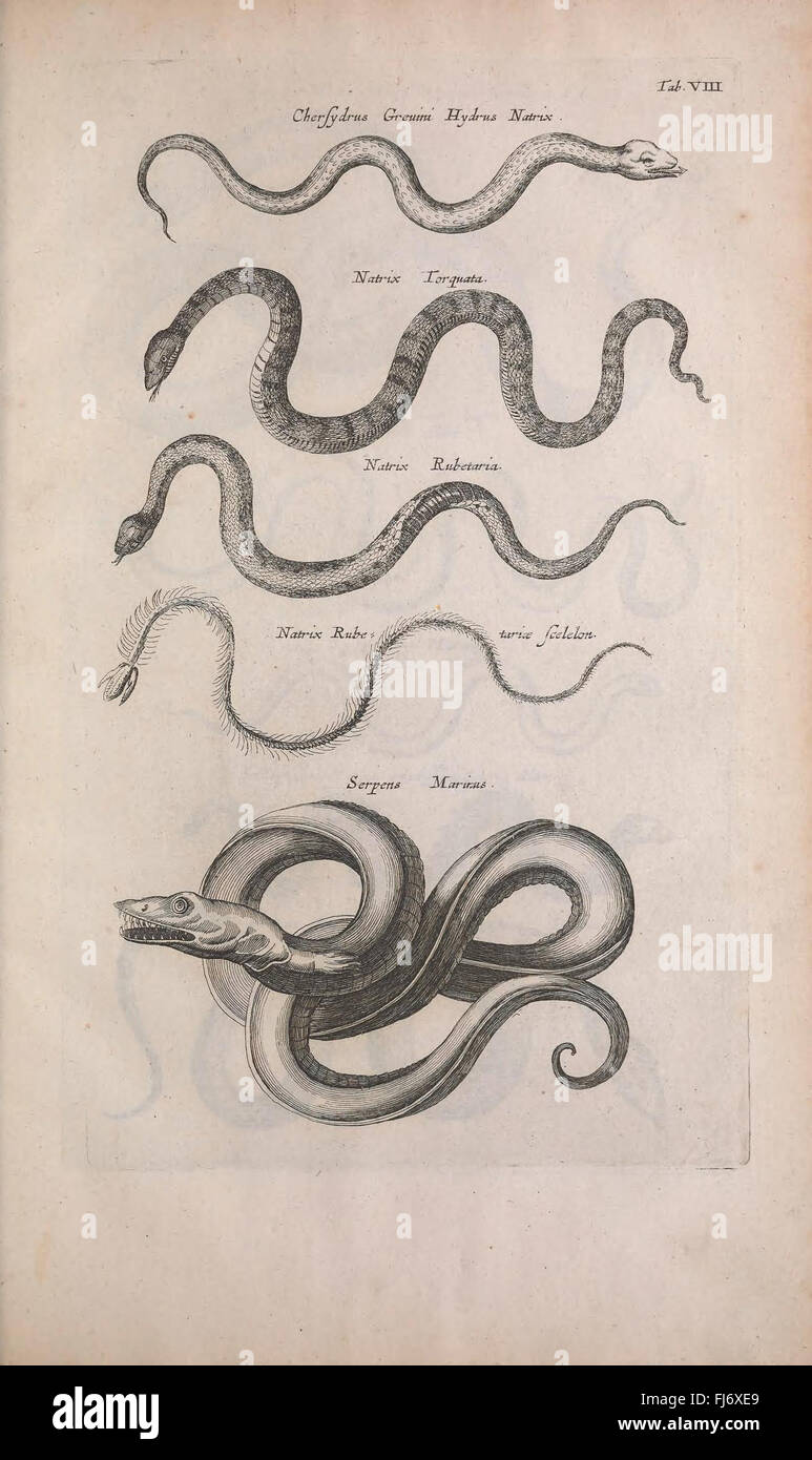 Historiae naturalis de quadrupedibus libri, Birds, Early Works to 1800 ...