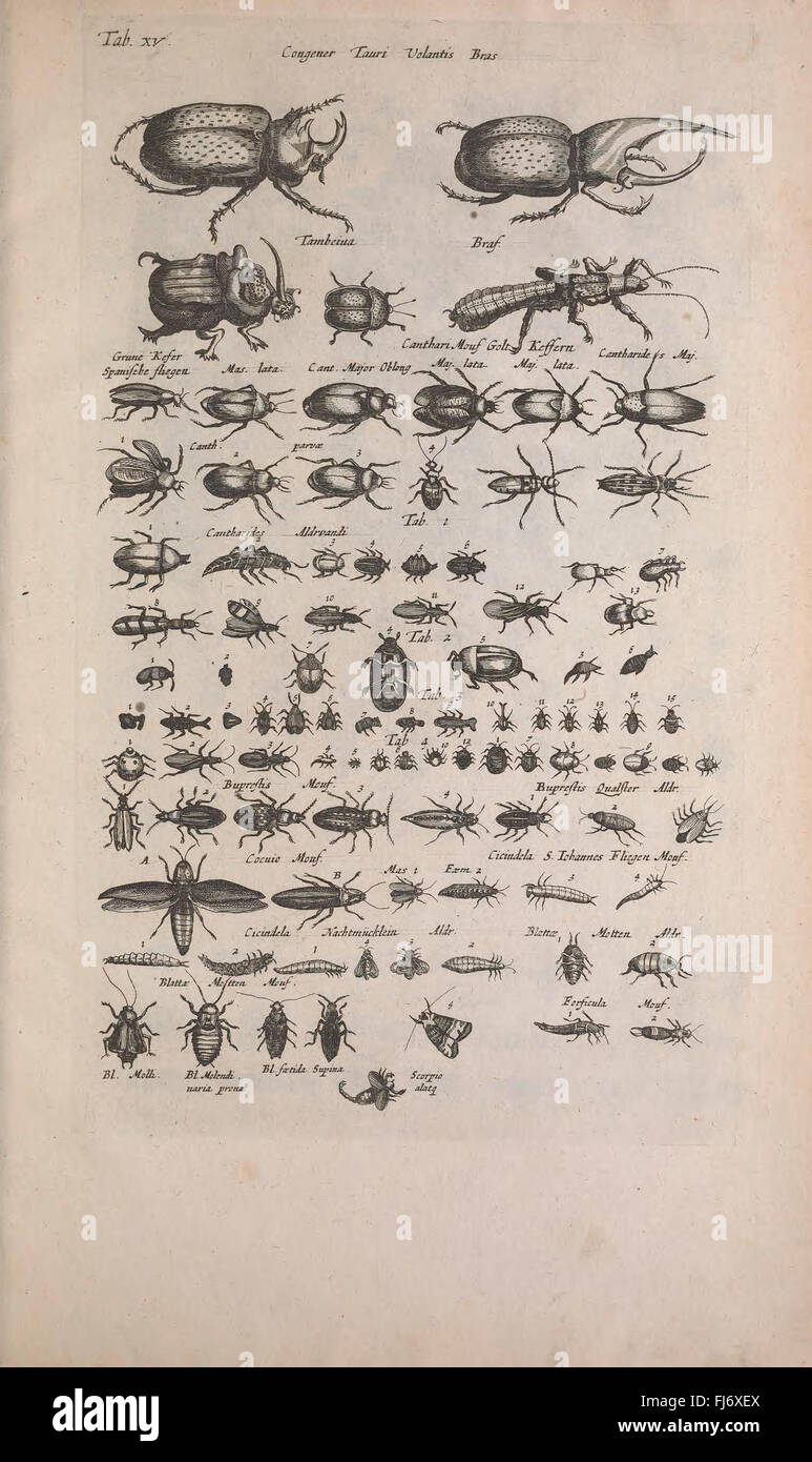 A natural history of quadrupeds, discussing various mammalian species ...