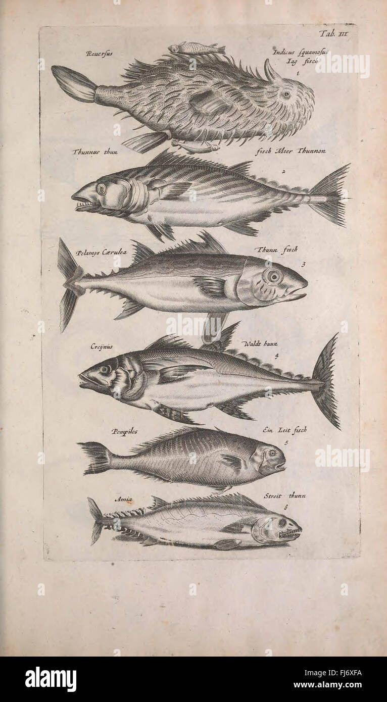 A natural history of quadrupeds, with descriptions of mammals, birds ...