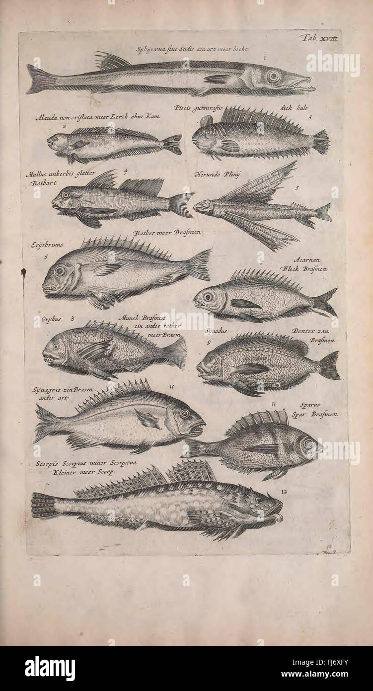 An early natural history work describing quadrupeds, including birds ...
