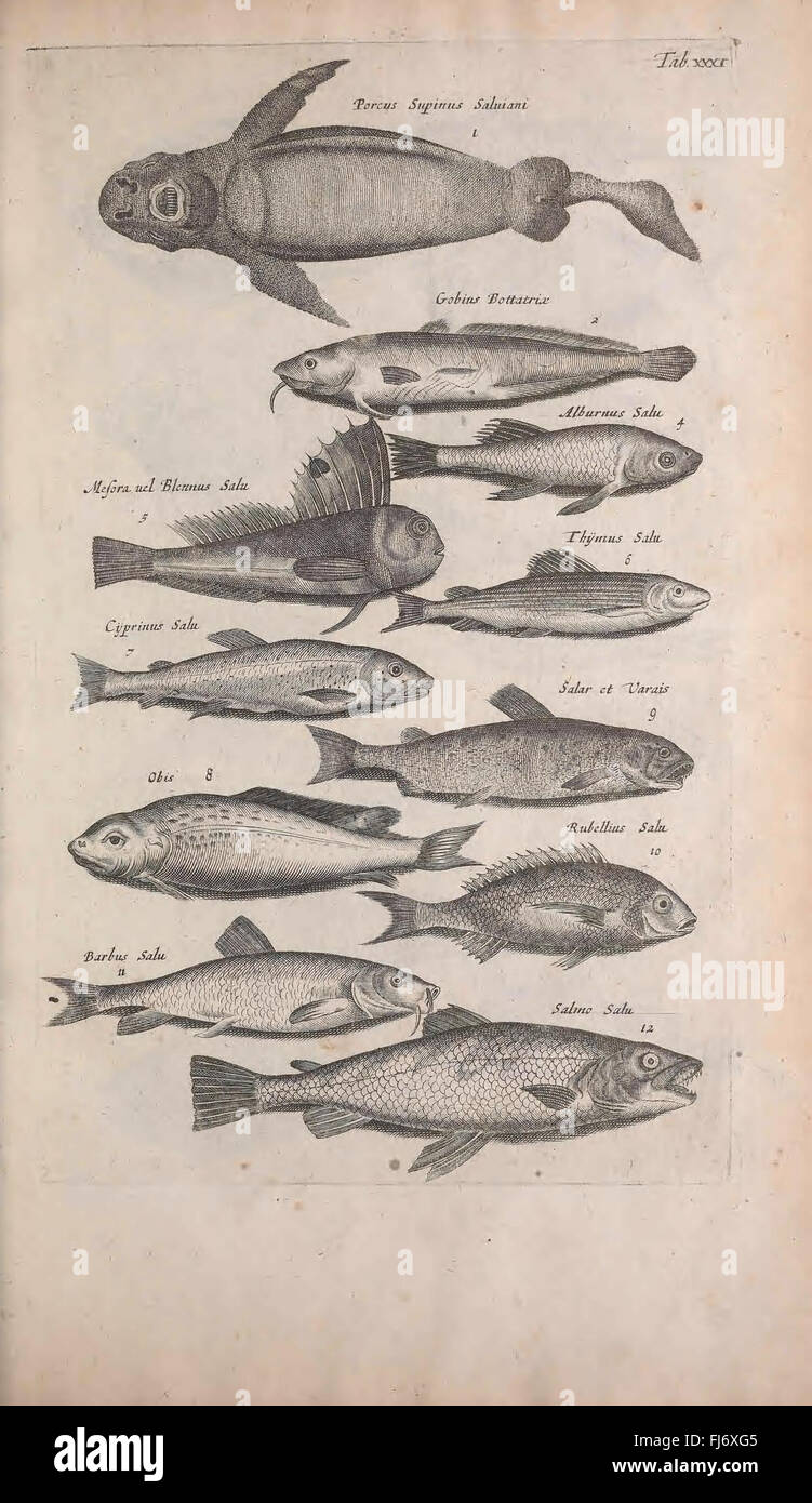 An early work on natural history describing quadrupeds (four-legged ...