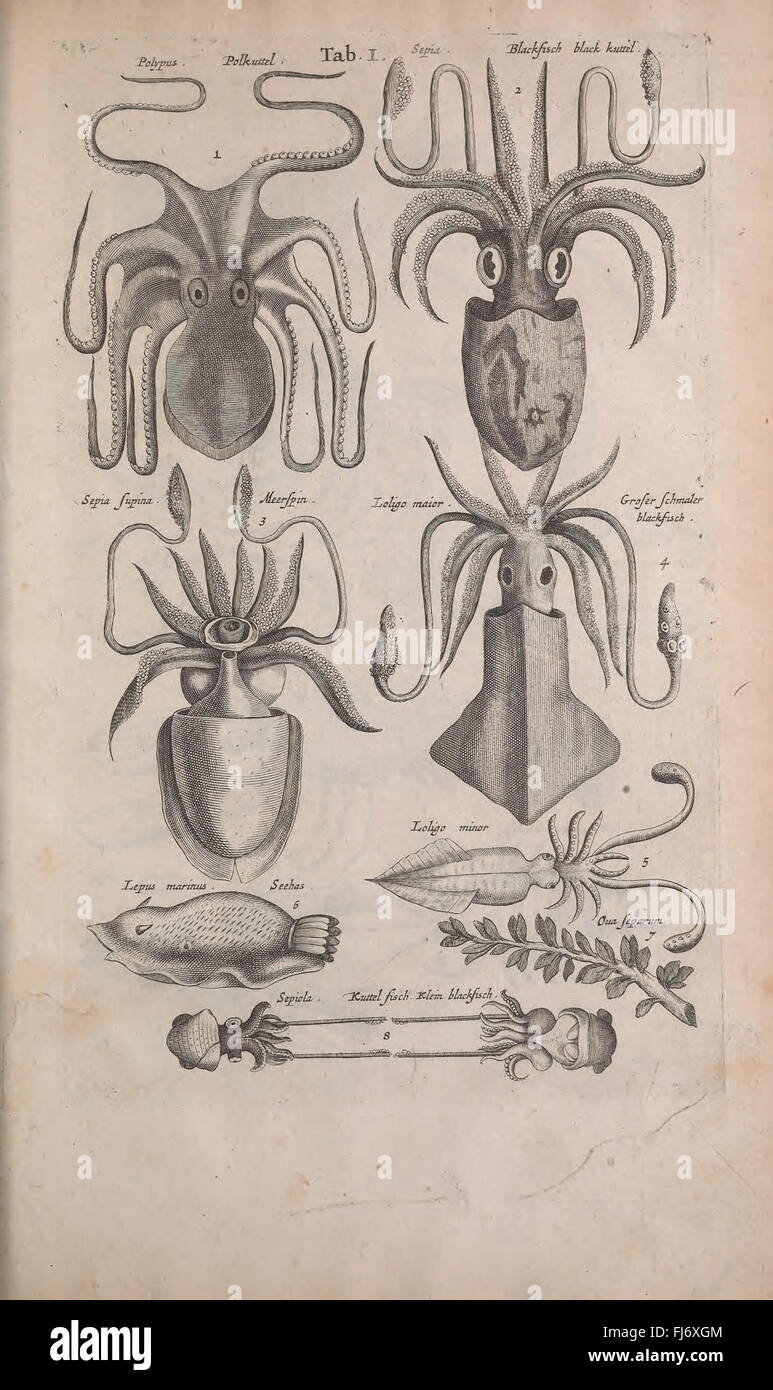 Early zoological work on quadrupeds, including mammals and their ...