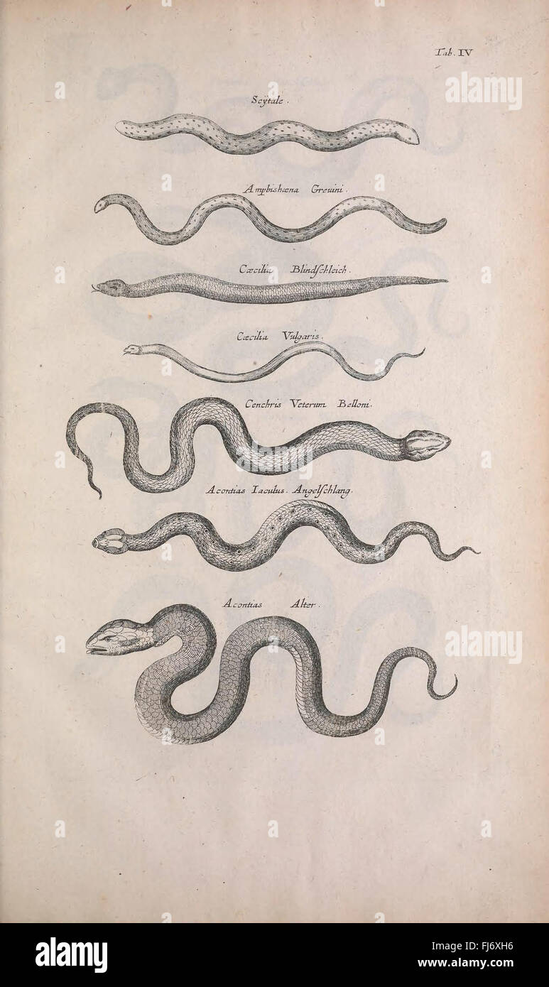 Historiae naturalis de quadrupedibus libri, Birds, Early Works to 1800 ...