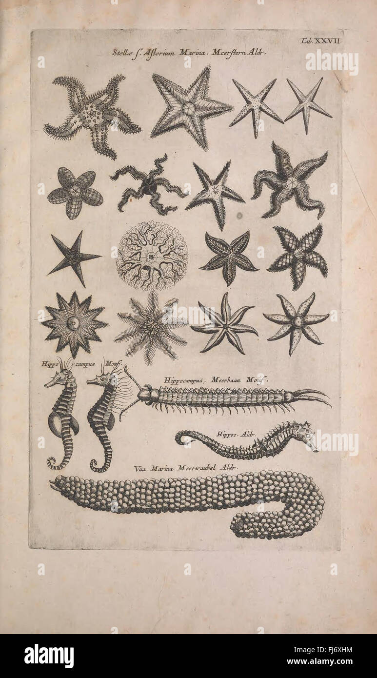 A natural history of quadrupeds (four-legged animals), focusing on ...