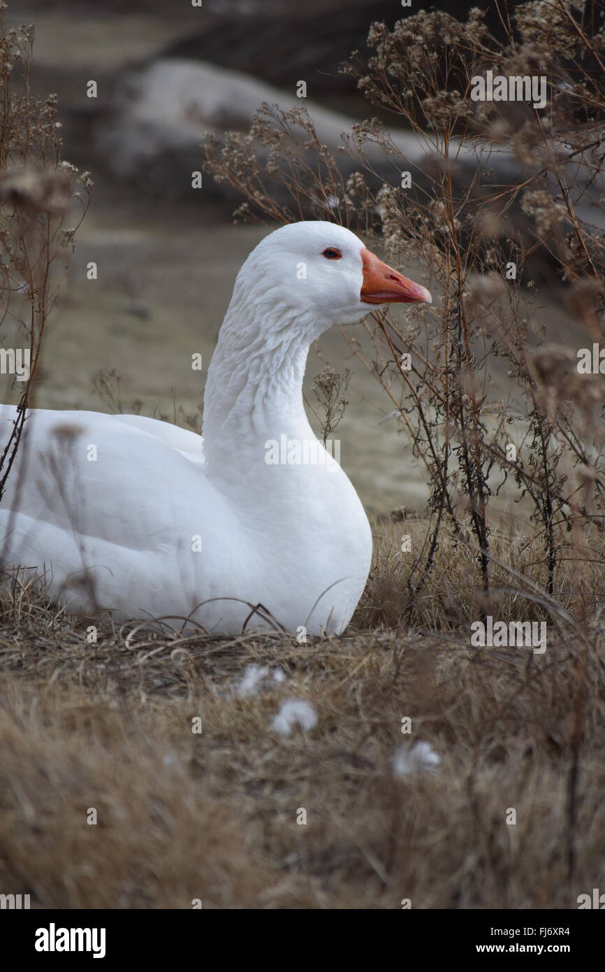 Nesting Snow Goose Stock Photo - Alamy