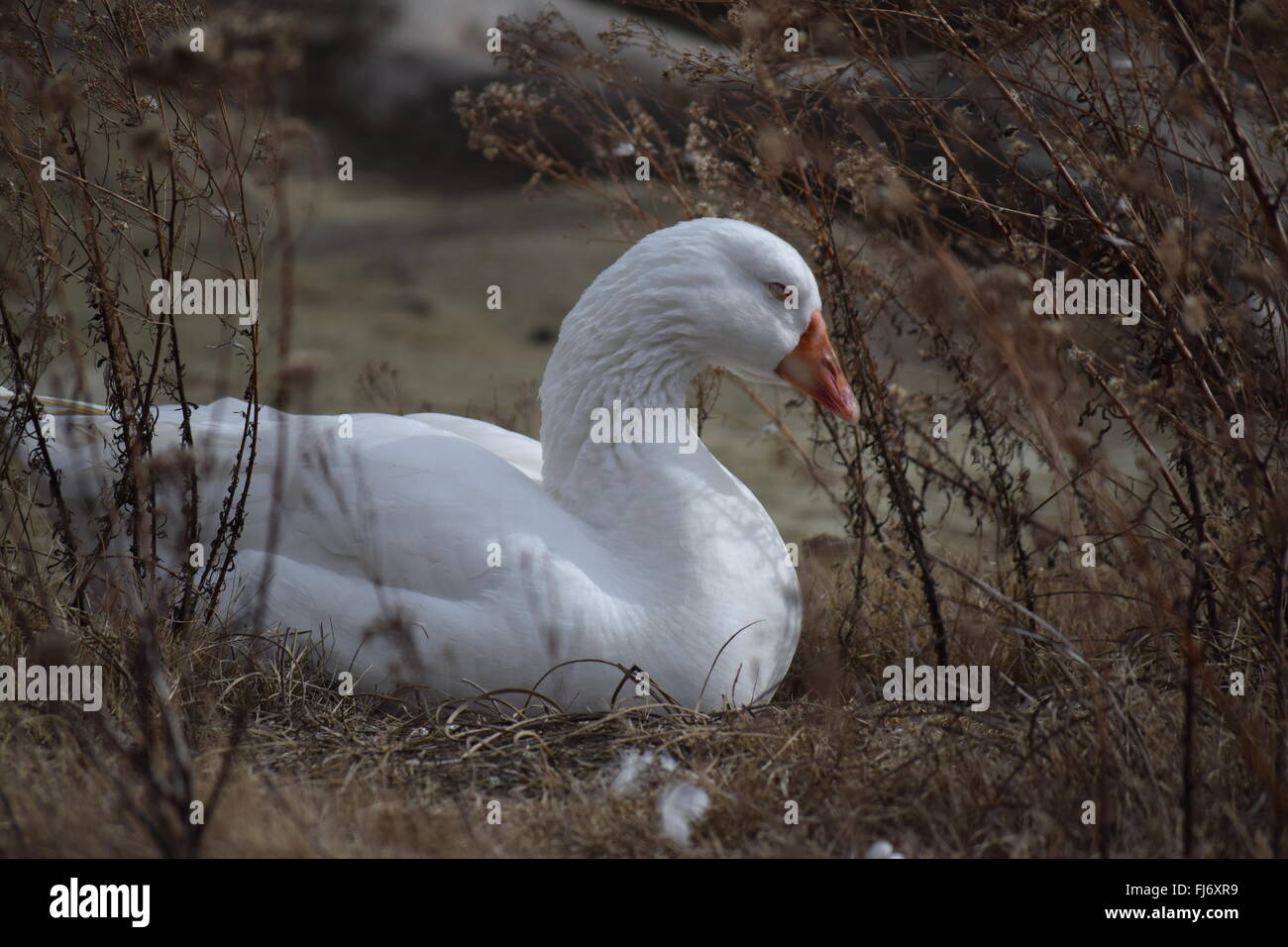 Sleeping Snow Goose Stock Photo - Alamy