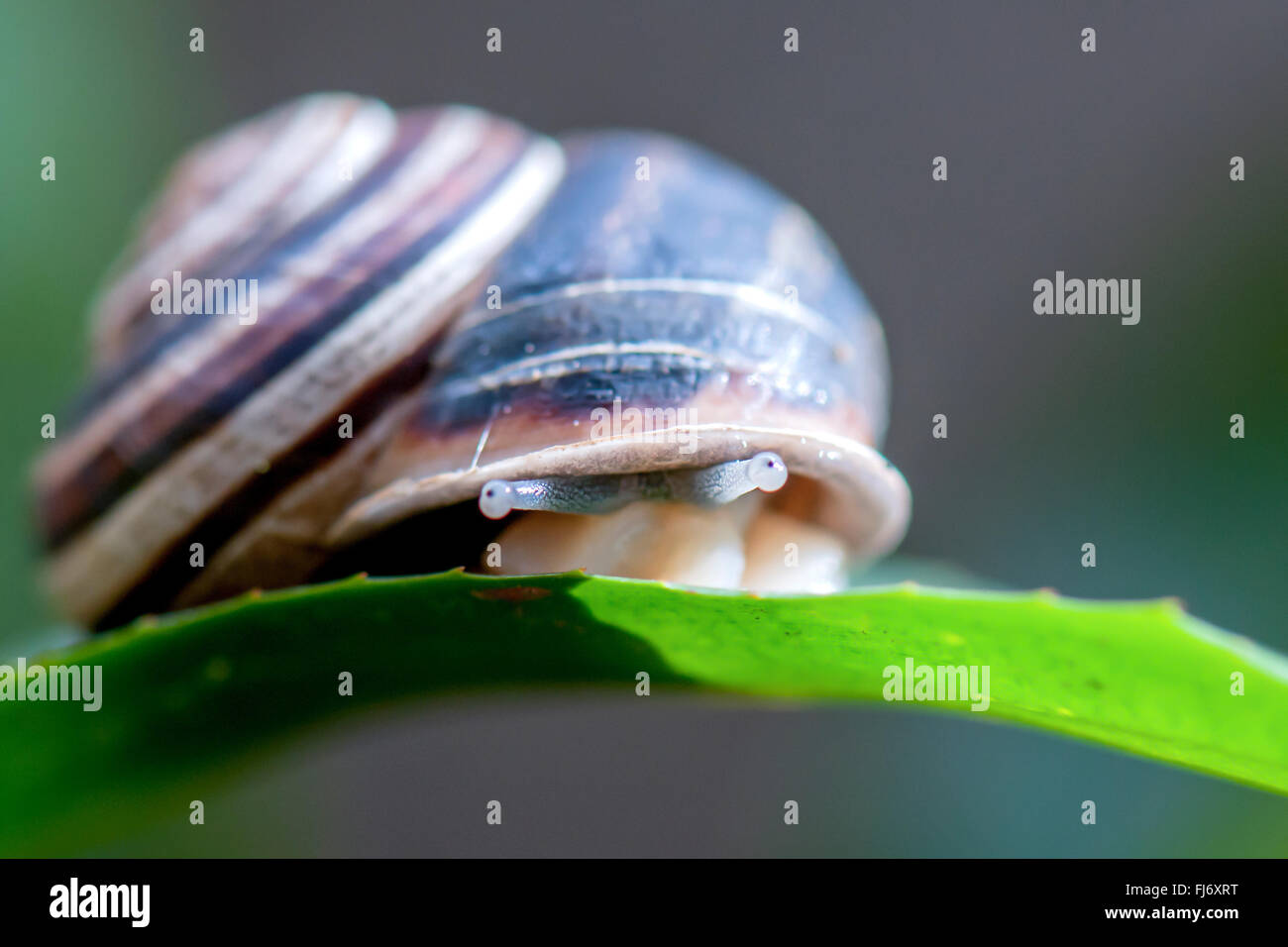 close-up of a snail on the leaf Stock Photo - Alamy