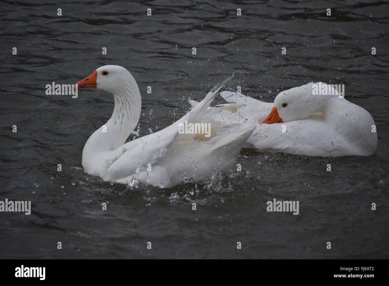 Preening snow geese Stock Photo - Alamy