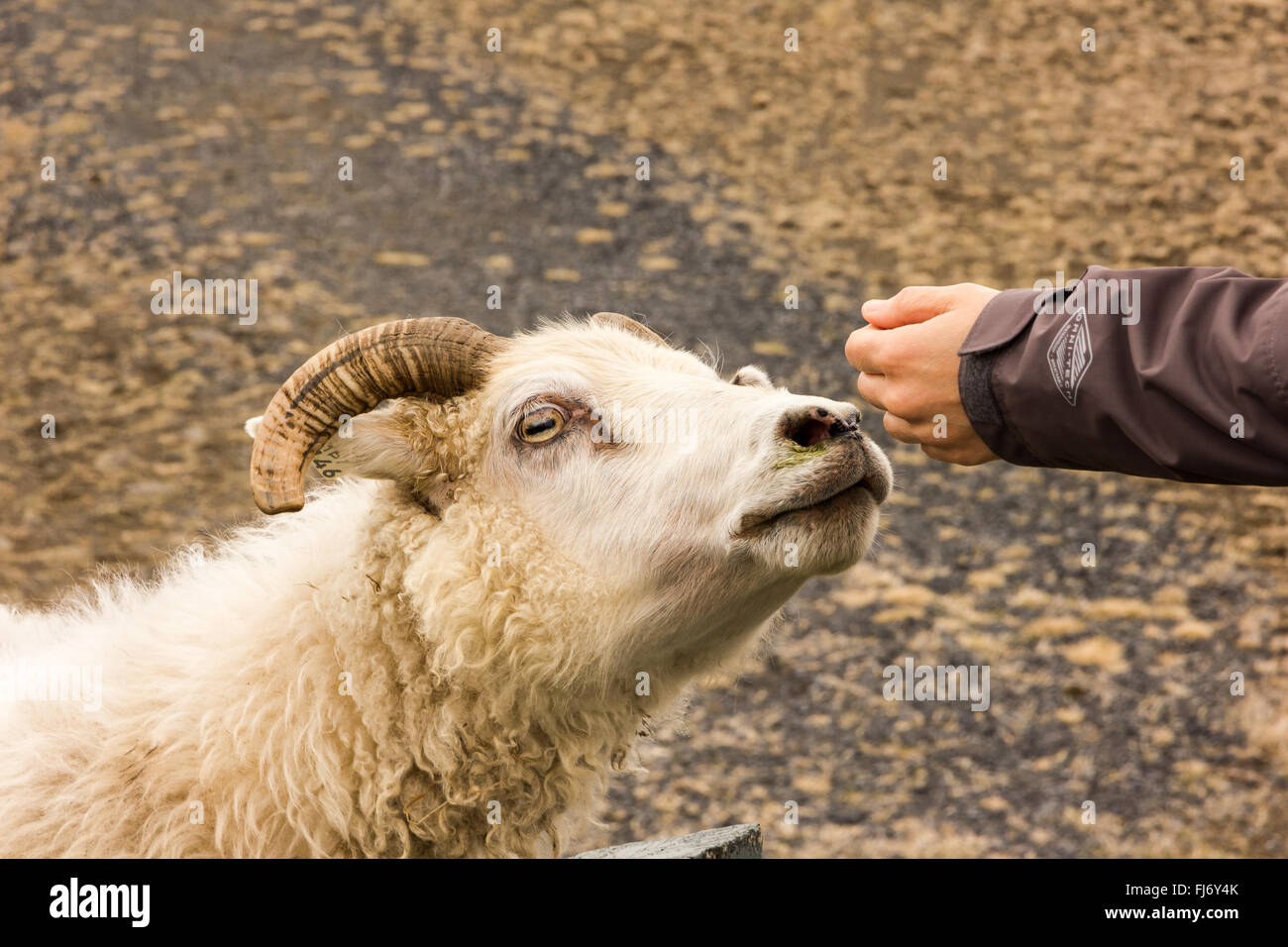 goat smelling hand in north iceland Stock Photo - Alamy