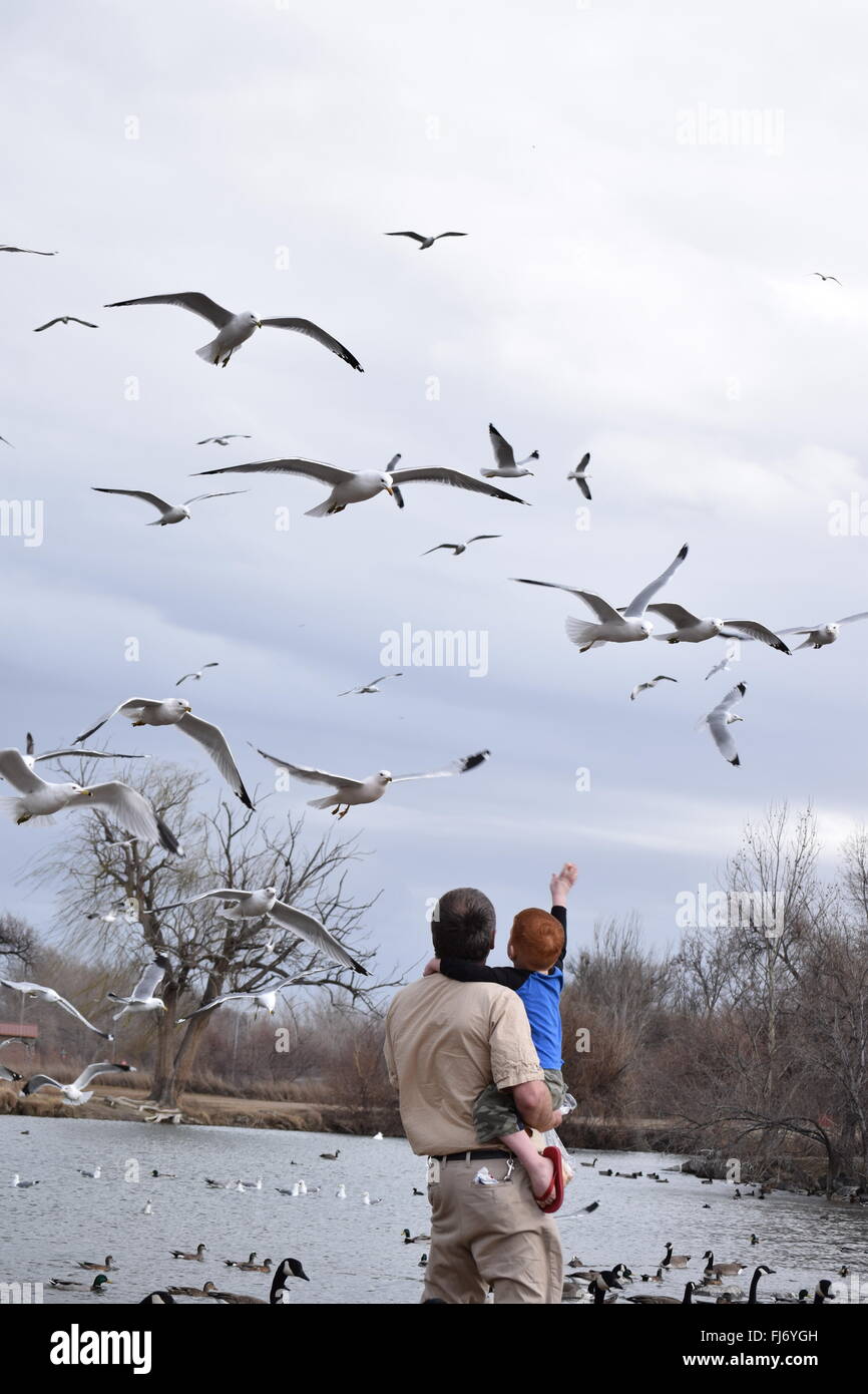 Dad and son feeding birds Stock Photo - Alamy