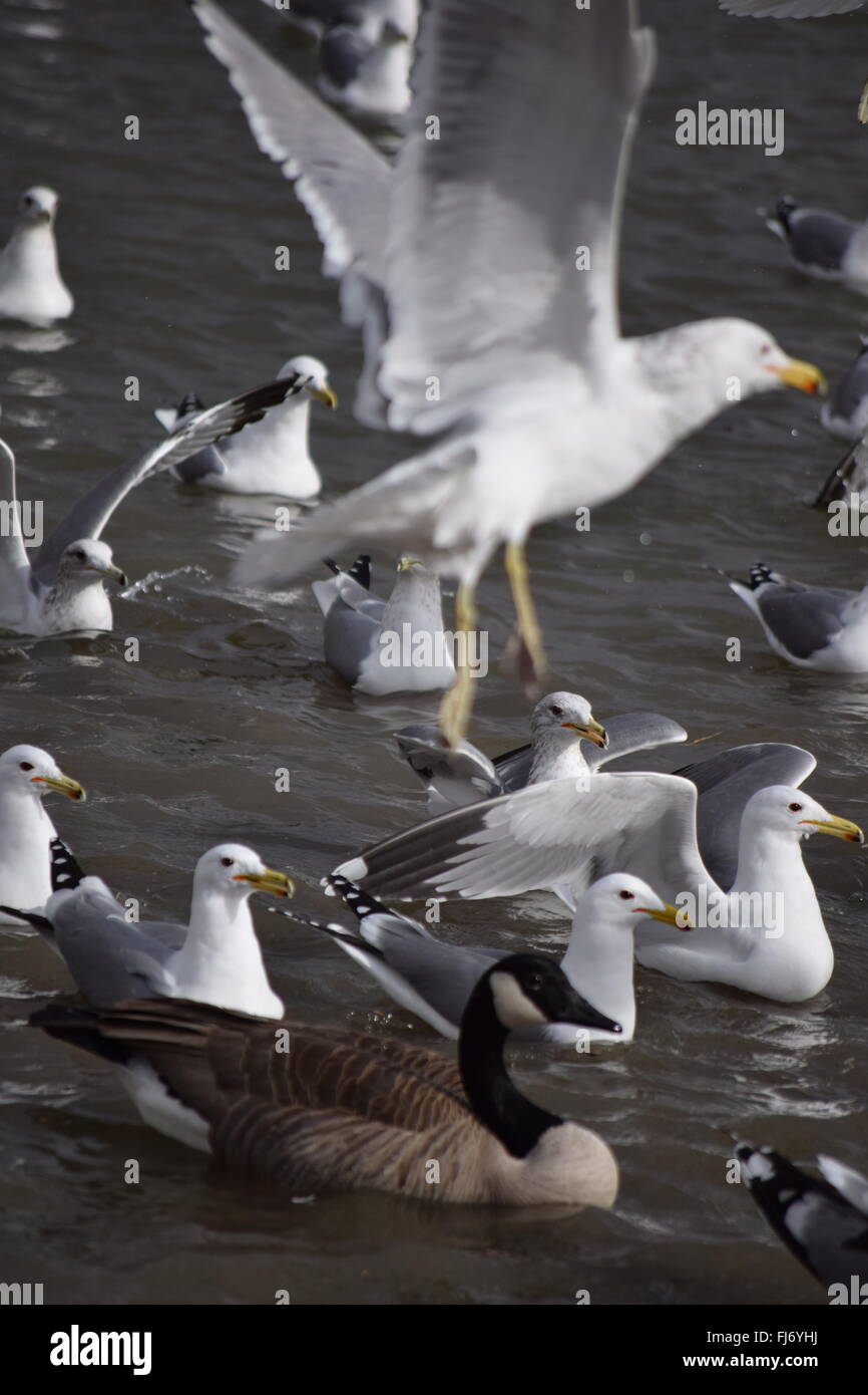 Crowd of gulls hi-res stock photography and images - Alamy