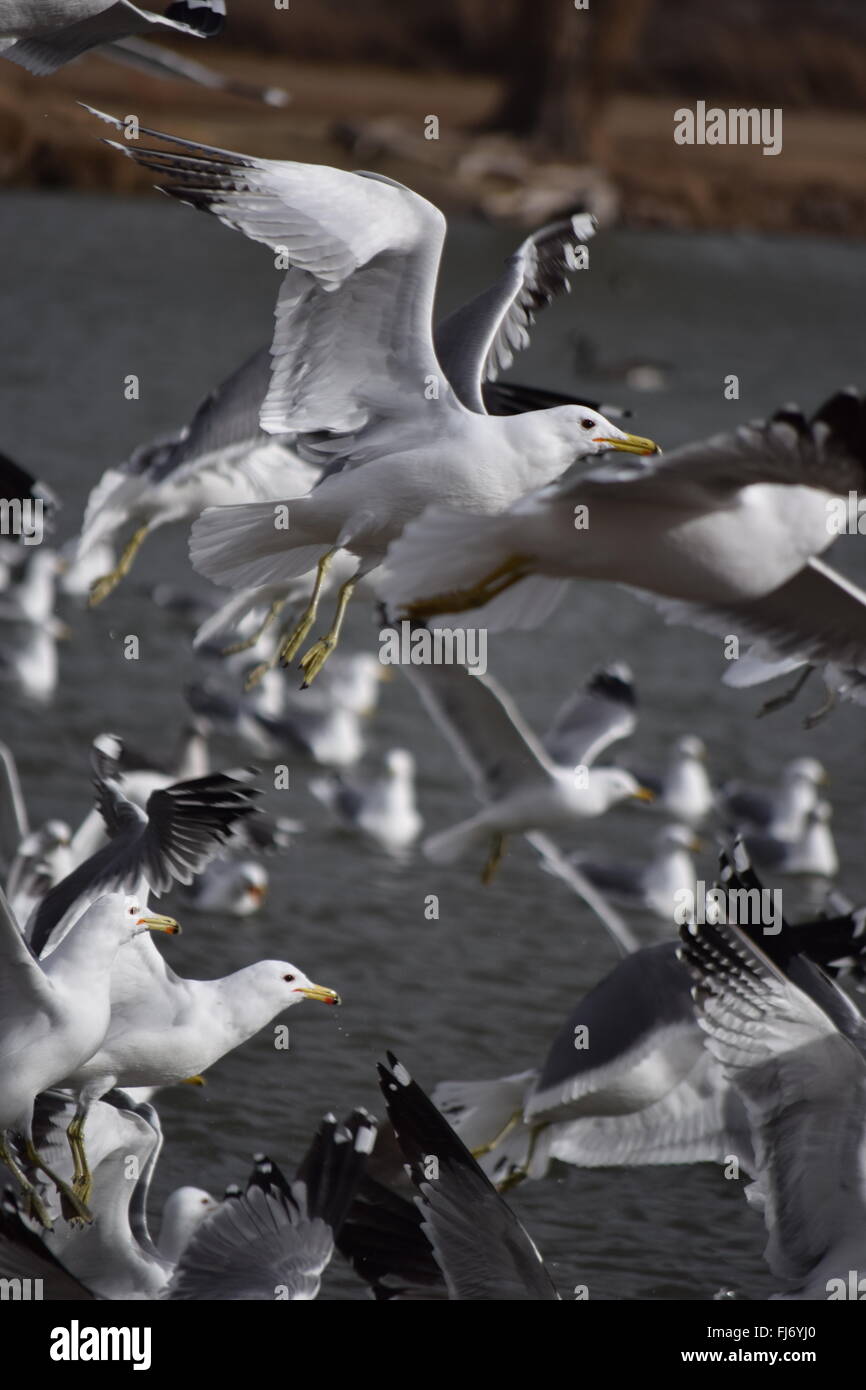 Seagulls taking flight over pond seagulls flyings birds in flight hi ...