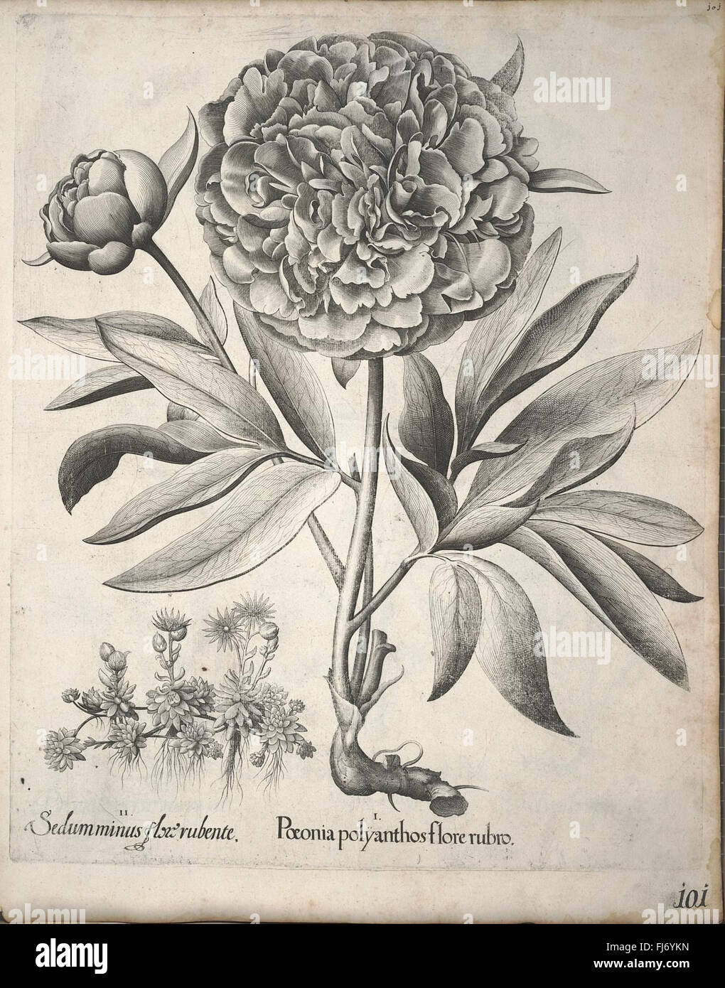 An early botanical work, focusing on the accurate depiction and ...
