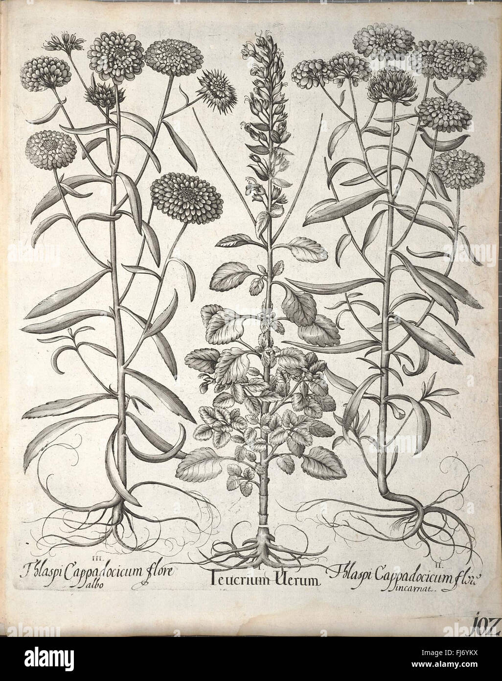 An early botanical work from the pre-Linnean era, showcasing a detailed ...
