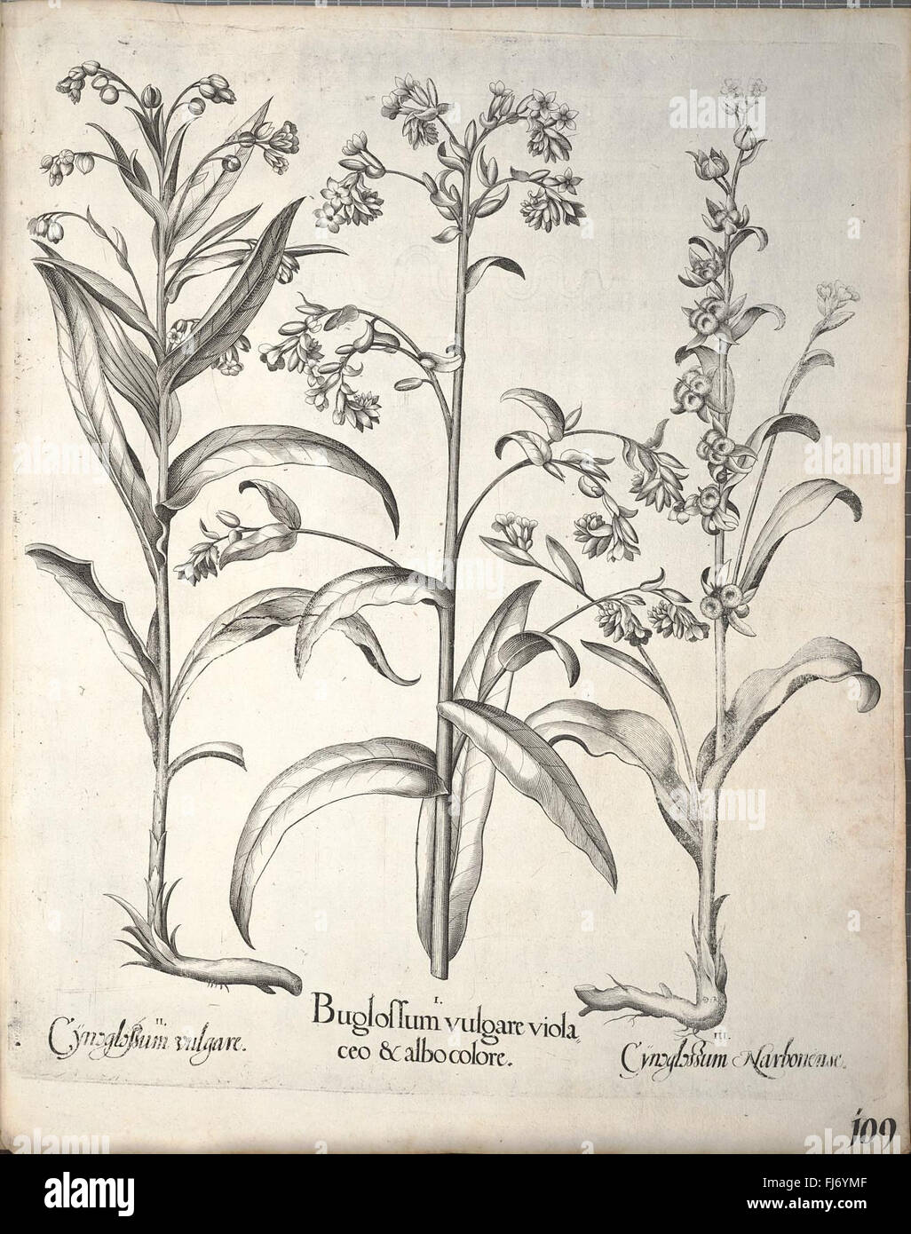 A detailed botanical work from the pre-Linnaean era, featuring a ...