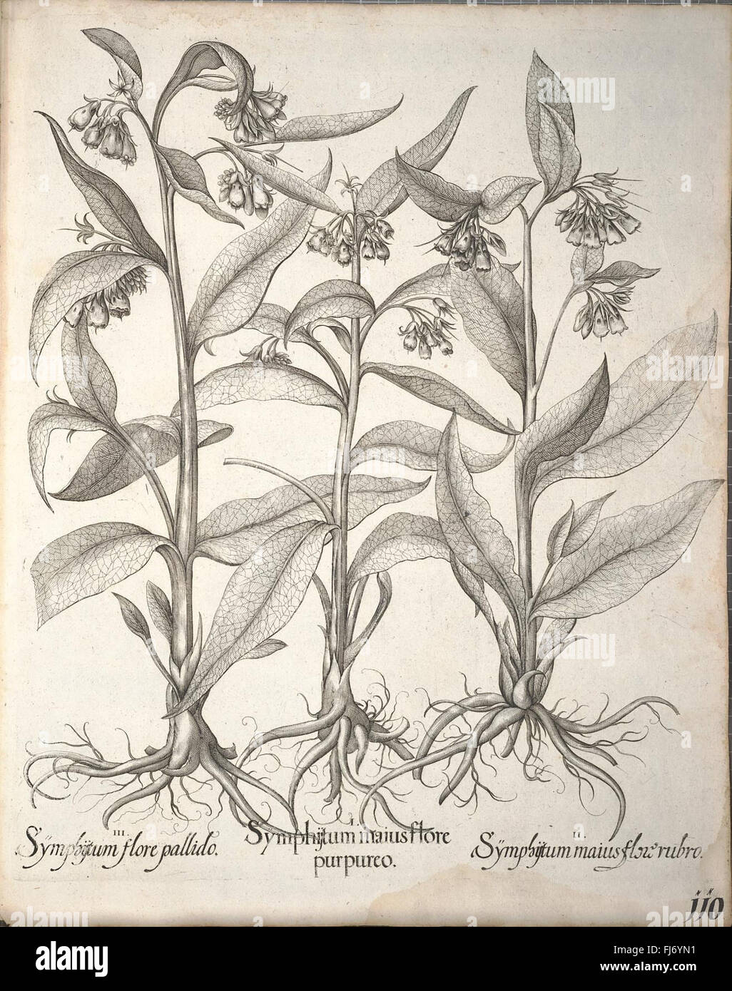 A rare botanical work from the 17th century, showcasing plant species ...