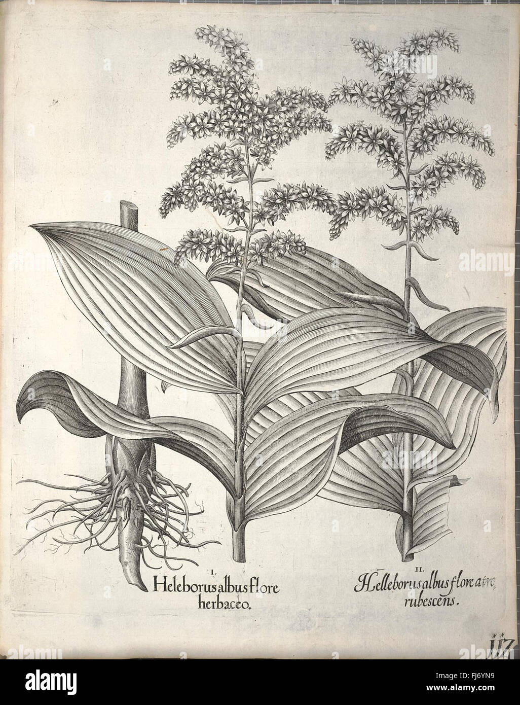 Hortus Eystettensis, sive, Diligens et accurata omnium plantarum ...