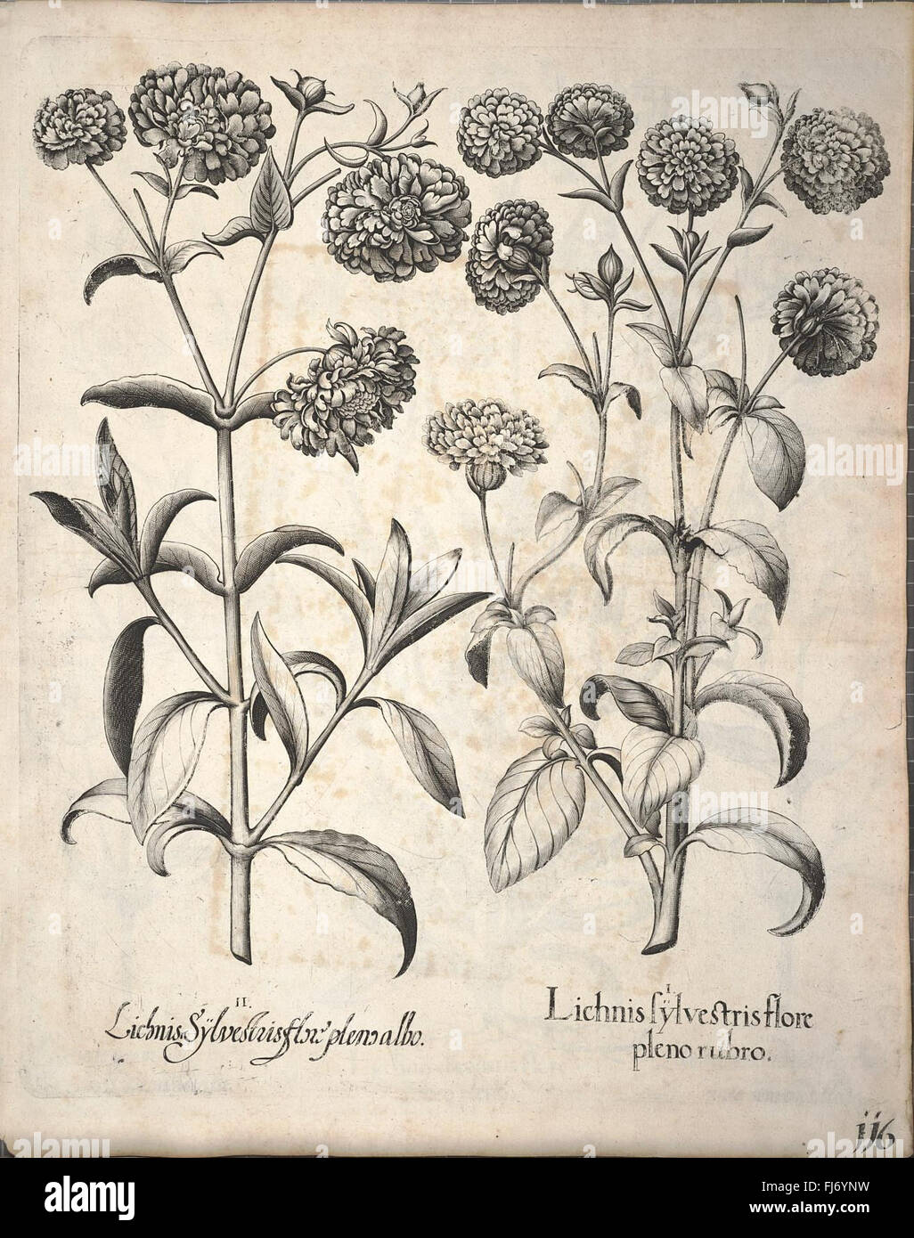 A comprehensive botanical work featuring detailed illustrations of ...