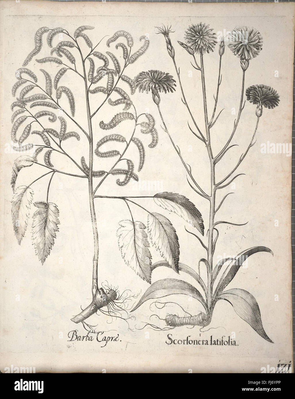 An illustration from 'Hortus Eystettensis', a detailed botanical work ...