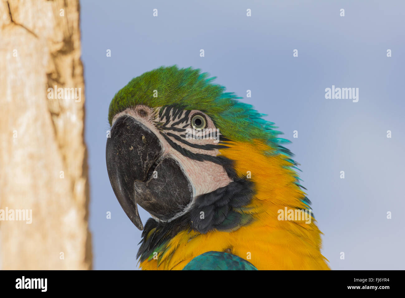 Parrot on tree hi-res stock photography and images - Alamy