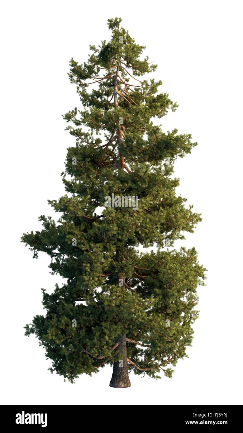 Pine tree isolated on white Stock Photo - Alamy