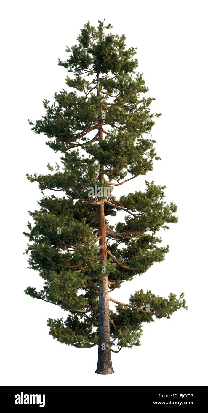 Pine tree isolated on white Stock Photo - Alamy