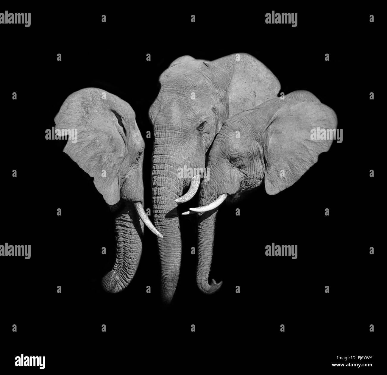 African elephants touch trunks Black and White Stock Photos & Images ...