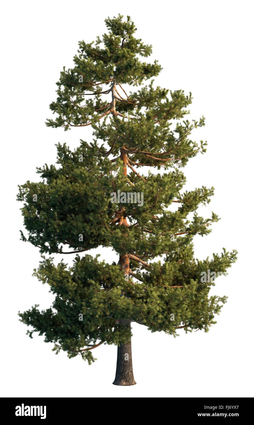 Pine tree isolated on white Stock Photo - Alamy