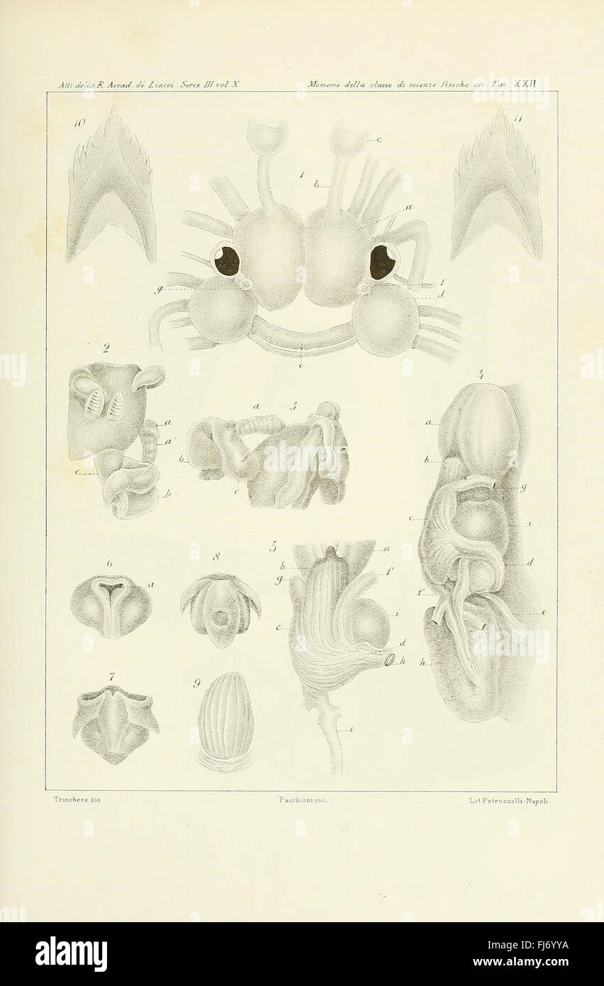 Mollusk related hi-res stock photography and images - Alamy
